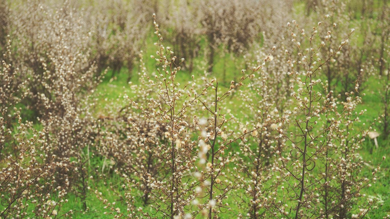 The Power of Pyrethrum: Nature’s Secret Weapon Against Mosquitoes ...