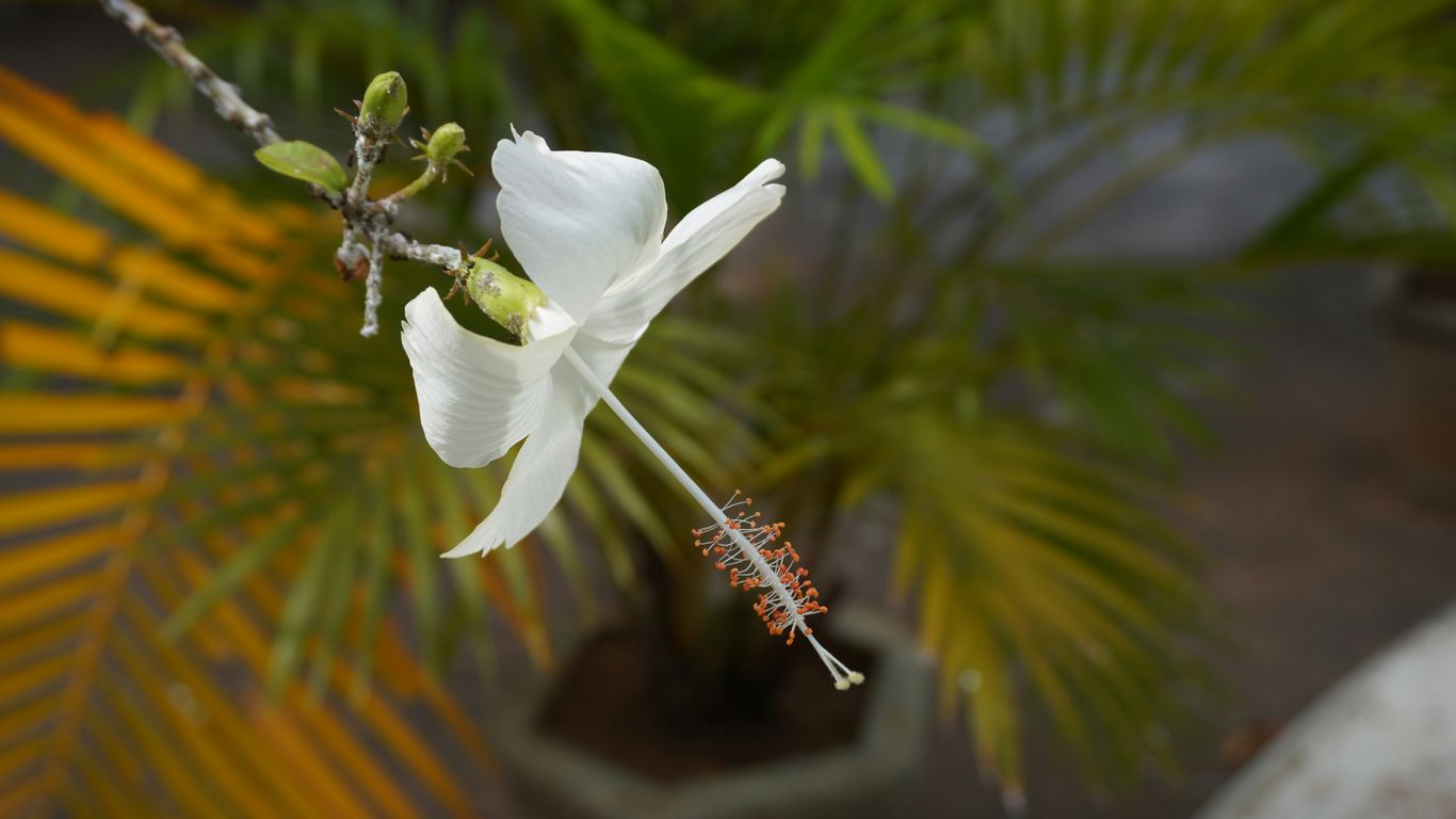 The Power of Pyrethrum: Nature’s Secret Weapon Against Mosquitoes ...