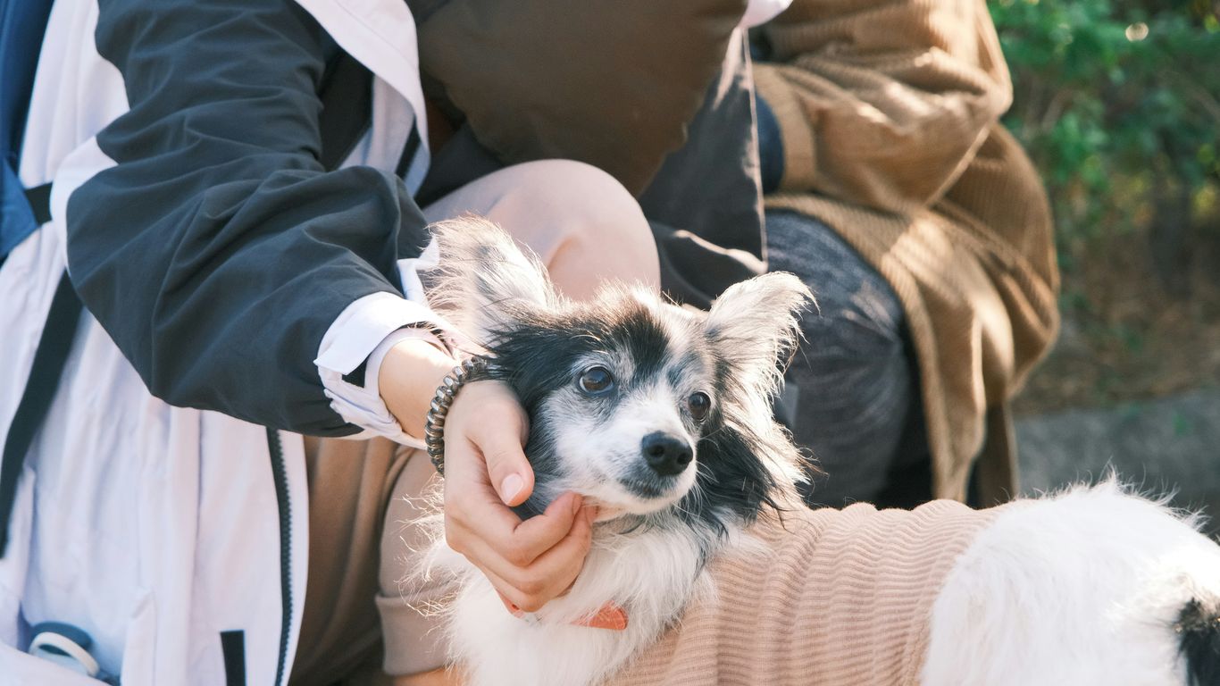 Puppy Clicker Training Basics for Beginners - Teach Dog