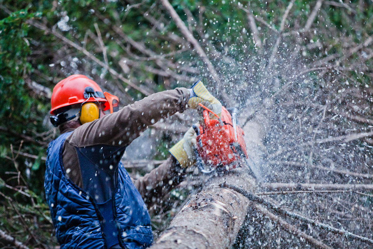 The Importance of Professional Tree Cutting in Ireland: Safety ...